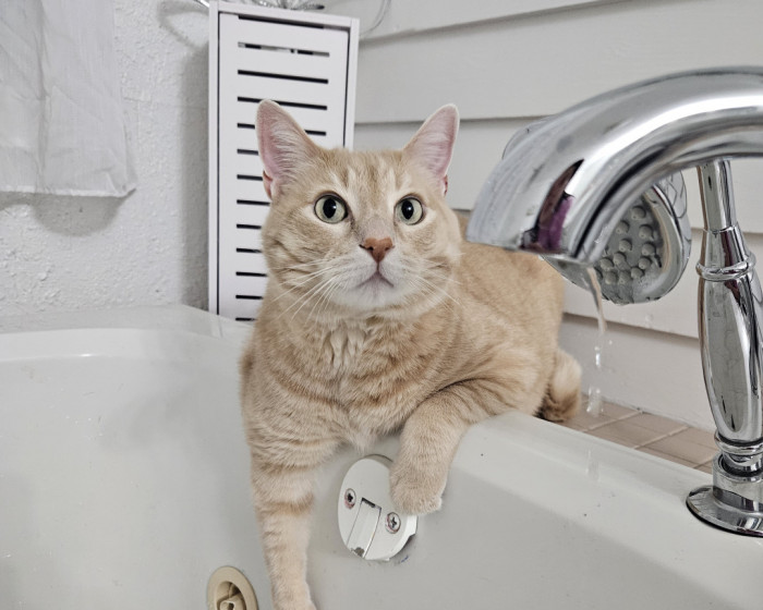 America's Favorite Pet