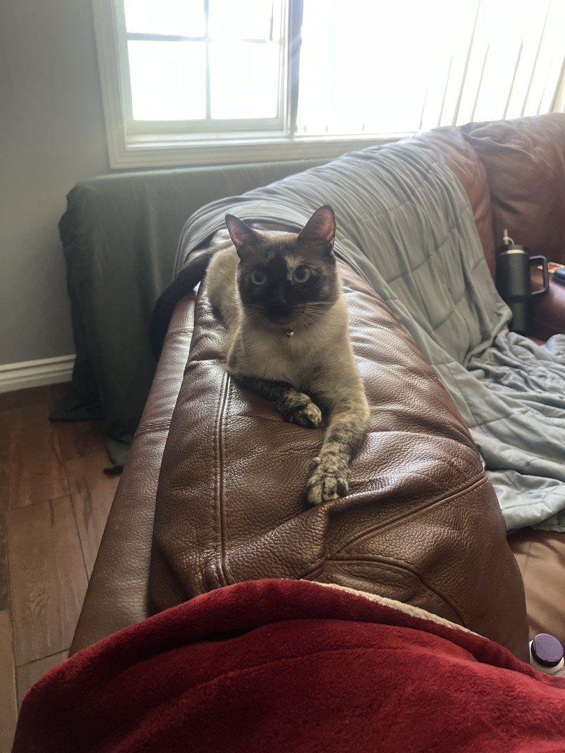 50 Cent Princess Baby | America's Favorite Pet