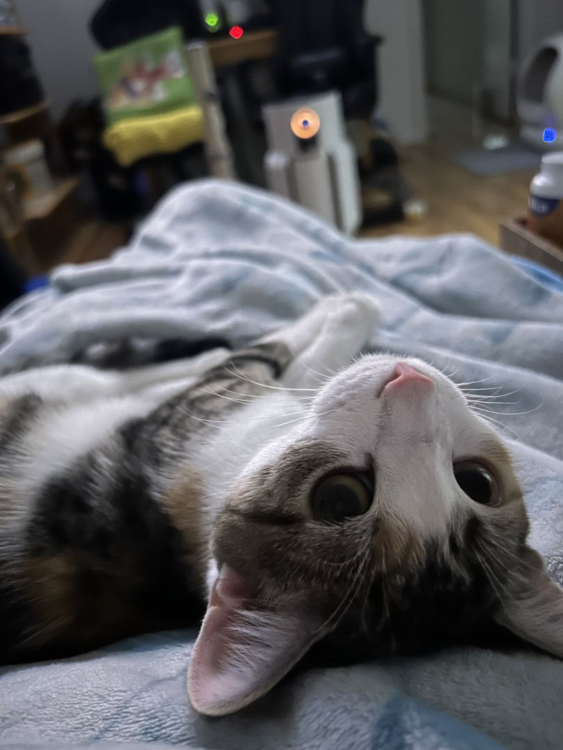 Fiji | America's Favorite Pet