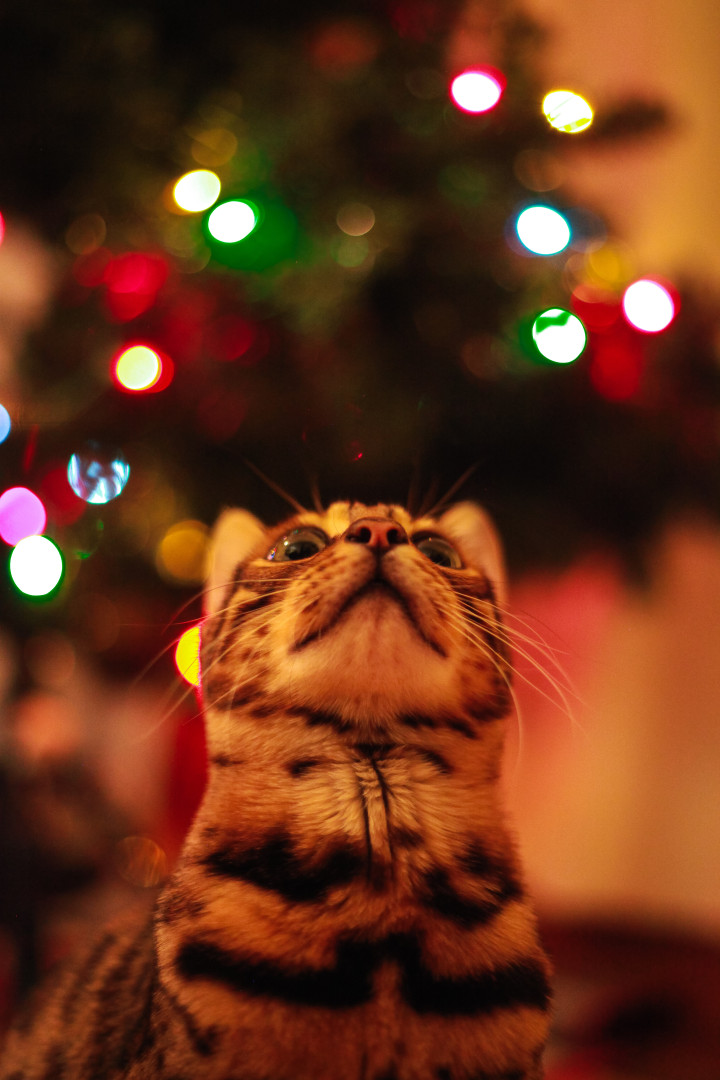 Nemo | America's Favorite Pet