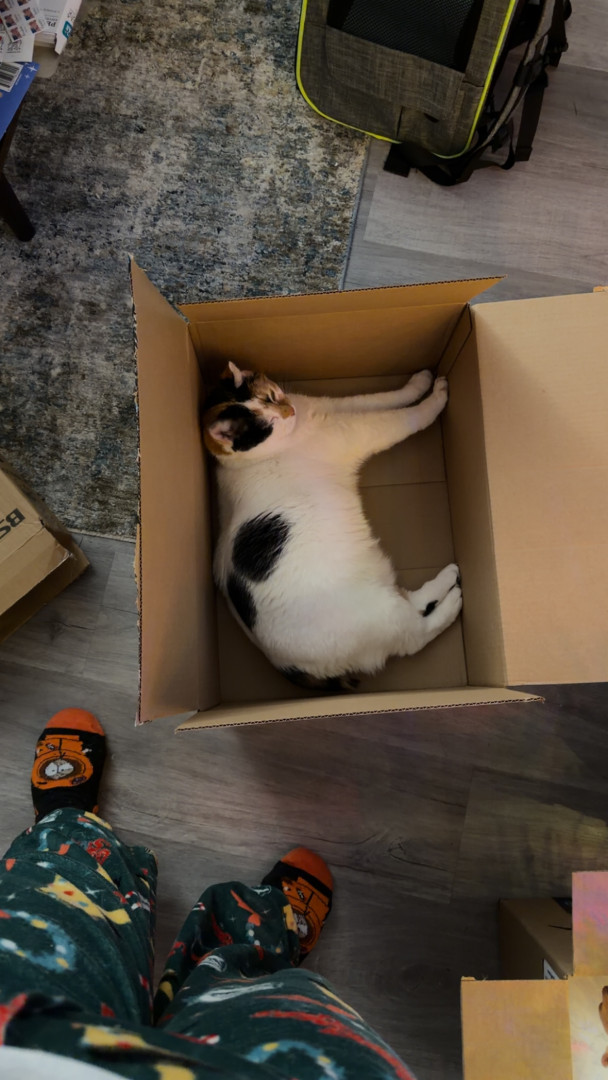 Tiny Cat | America's Favorite Pet