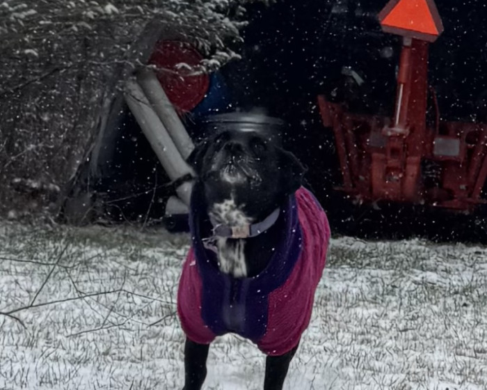 America's Favorite Pet