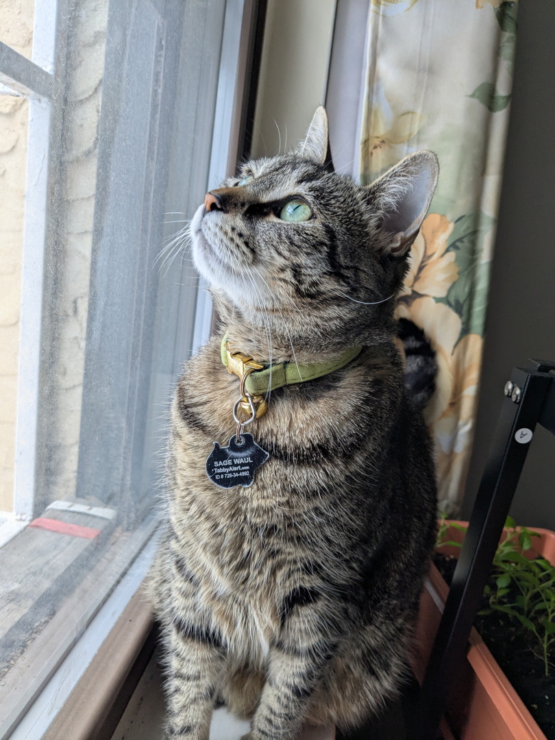 Sage | America's Favorite Pet