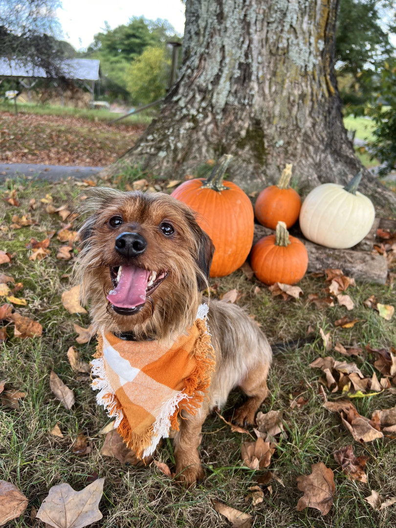 Atlas | America's Favorite Pet