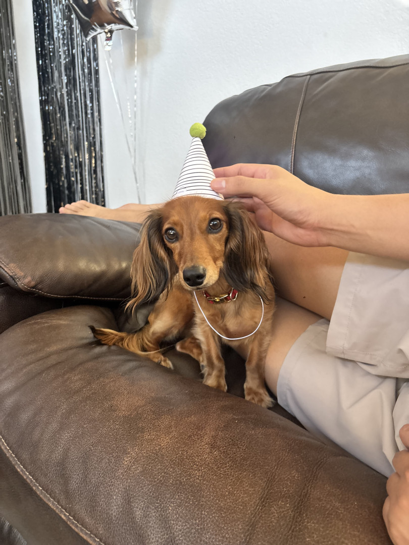 Bean | America's Favorite Pet