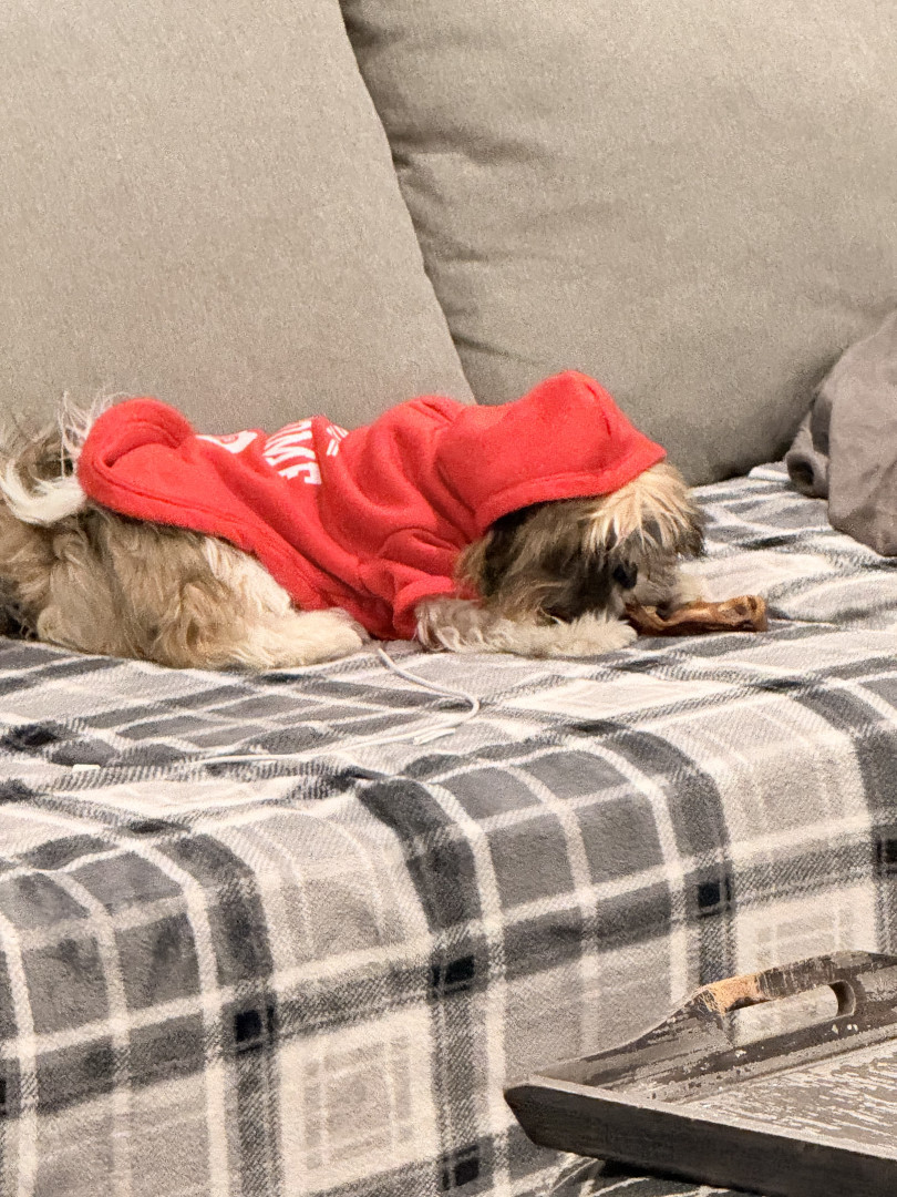 Duchess | America's Favorite Pet