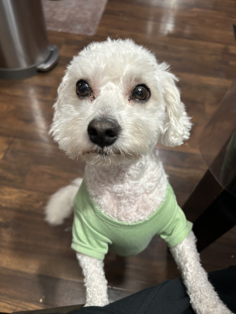 Valentine | America's Favorite Pet