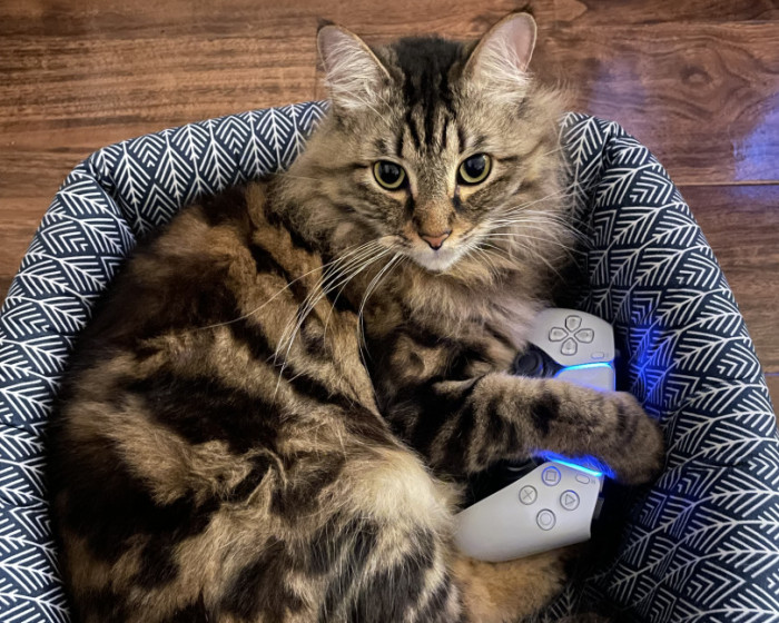 America's Favorite Pet