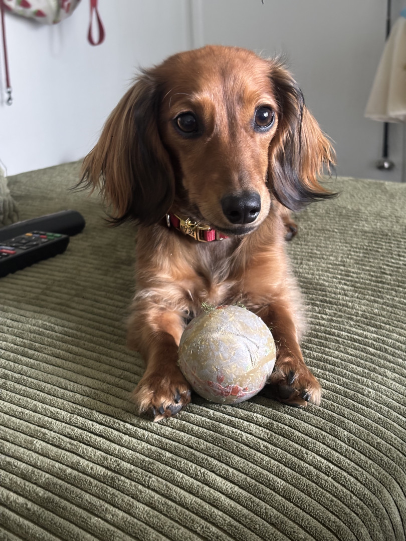 Bean | America's Favorite Pet