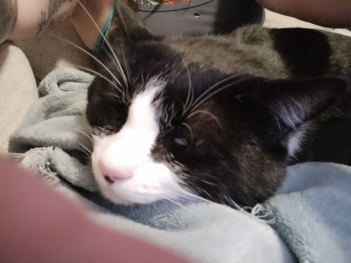 Darth Vader | America's Favorite Pet