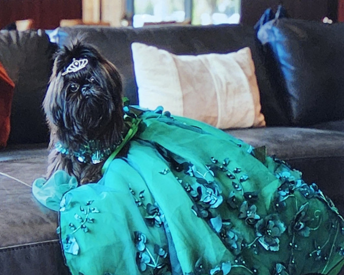 America's Favorite Pet