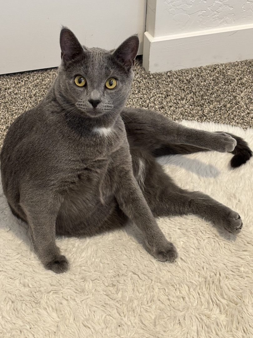 Scottie | America's Favorite Pet