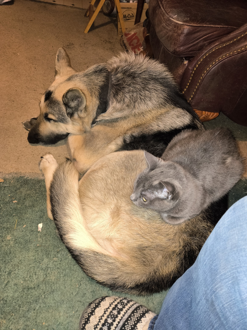 Bruno | America's Favorite Pet