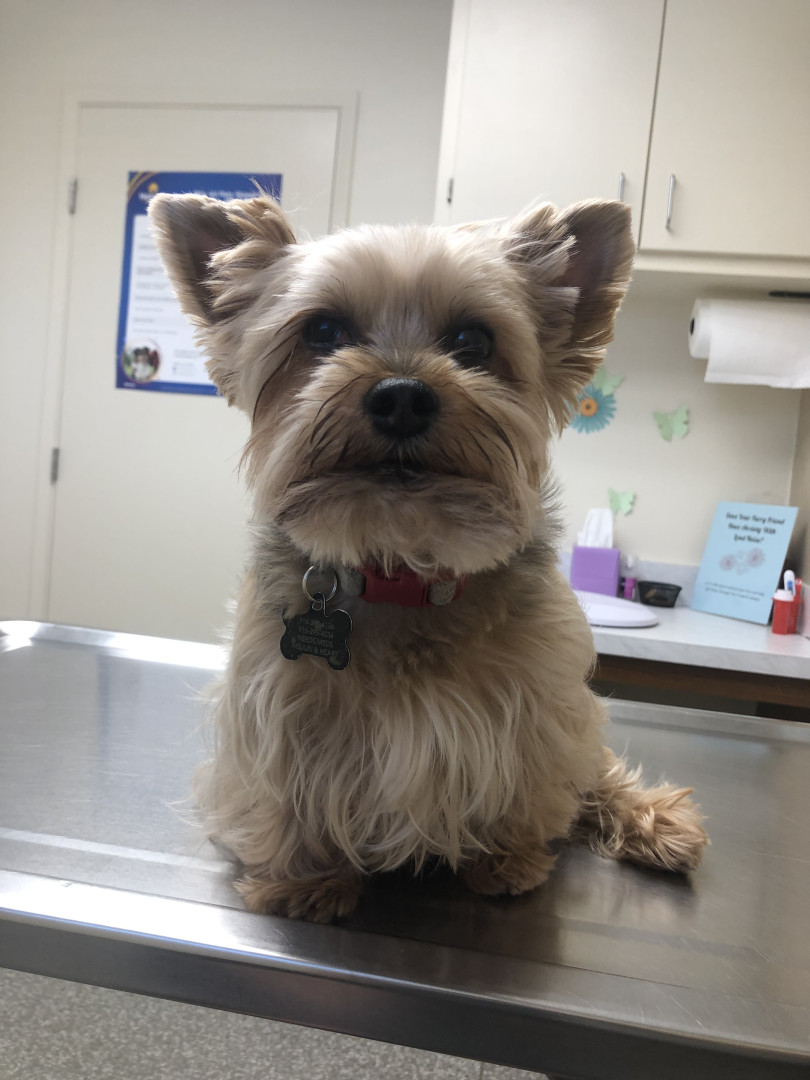 Molly-Boo | America's Favorite Pet