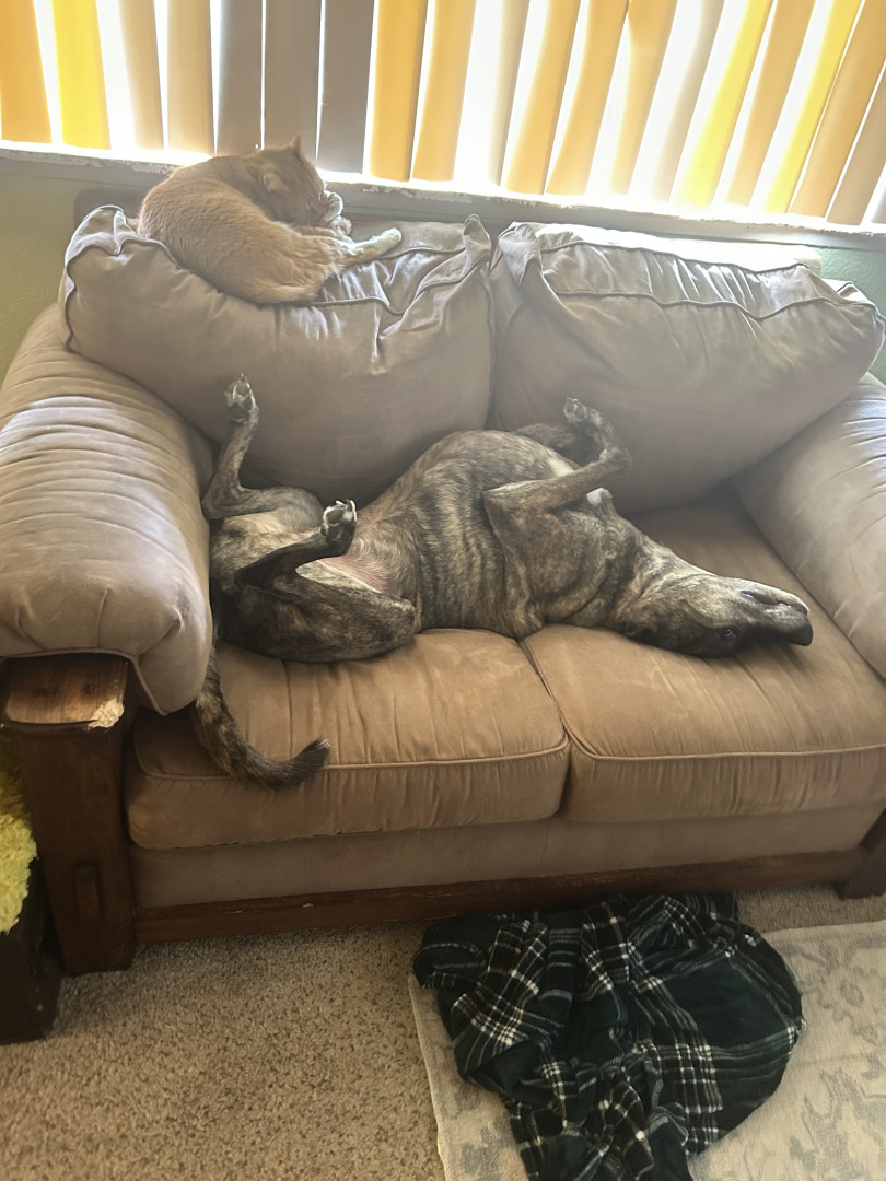 Benjamin | America's Favorite Pet