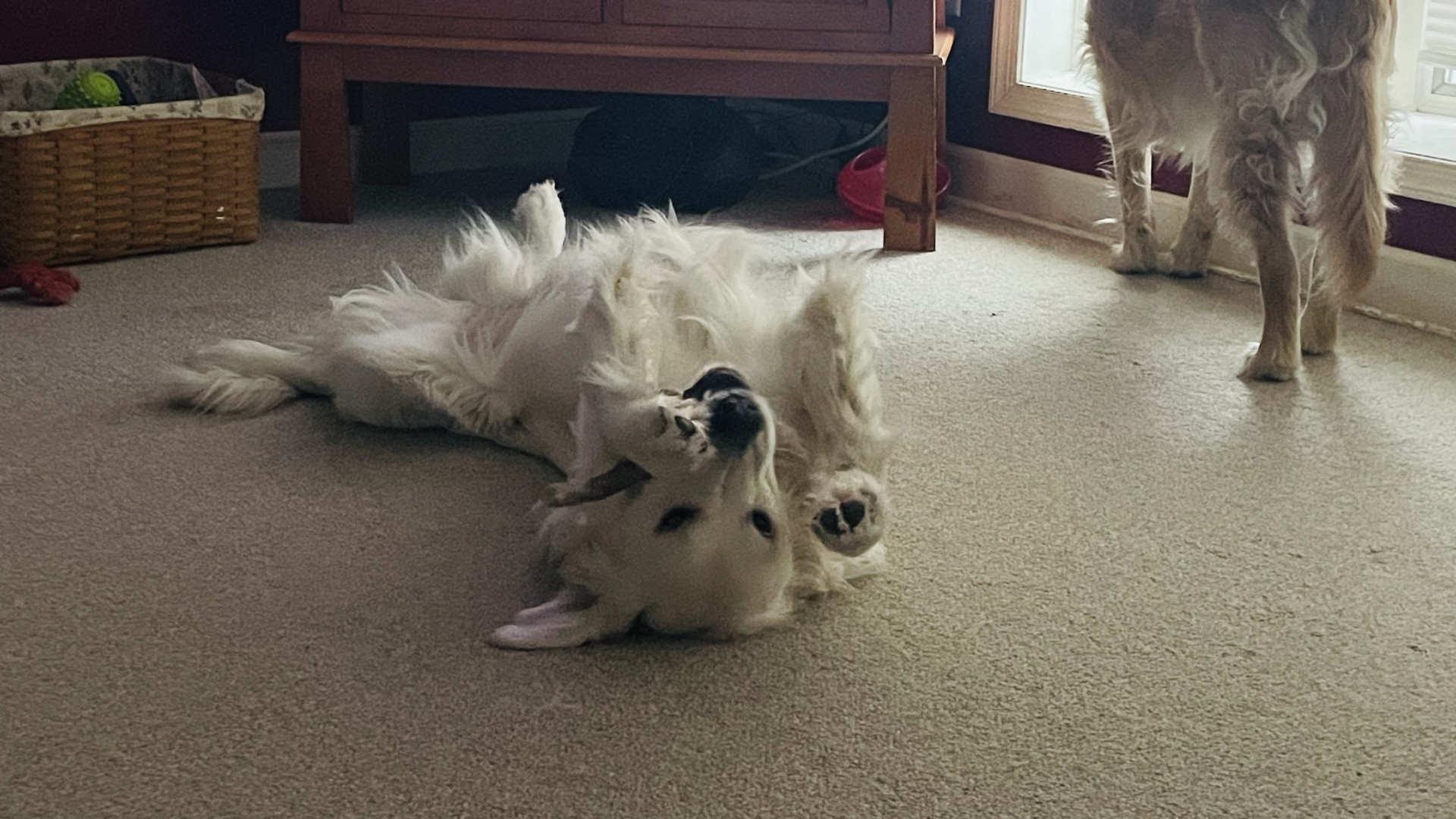 Milo | America's Favorite Pet