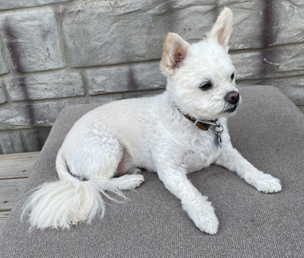 Jack | America's Favorite Pet