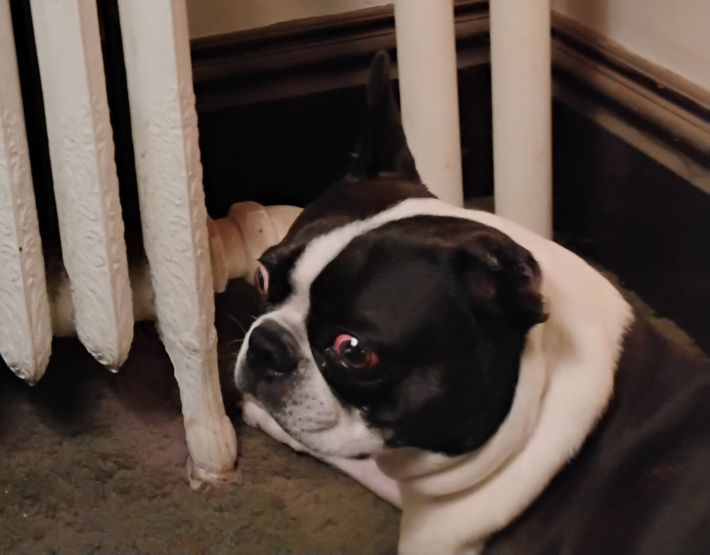 Jax | America's Favorite Pet