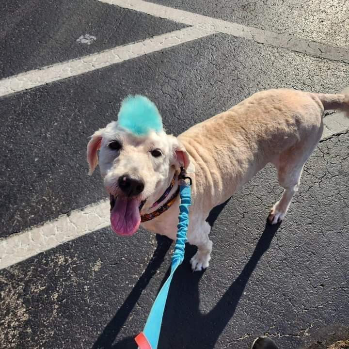 Stella Blue | America's Favorite Pet