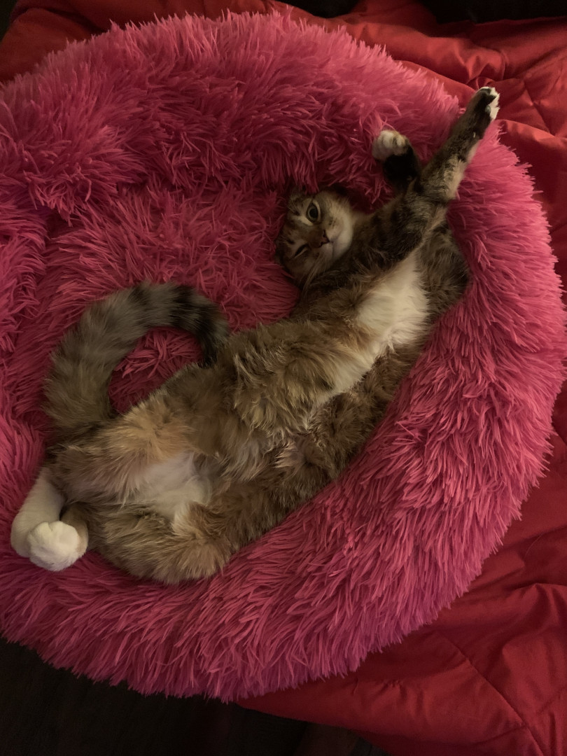 Nala | America's Favorite Pet