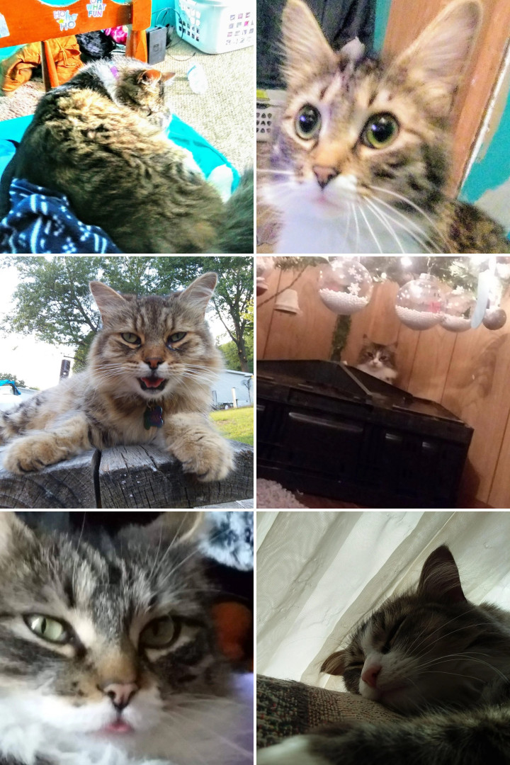 Peaches | America's Favorite Pet