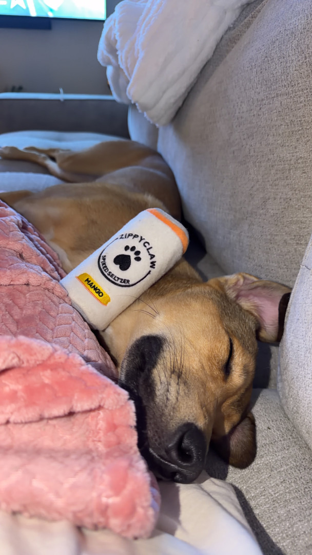 cocoa chanel | America's Favorite Pet