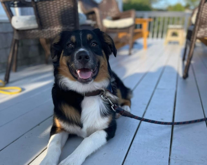 America's Favorite Pet