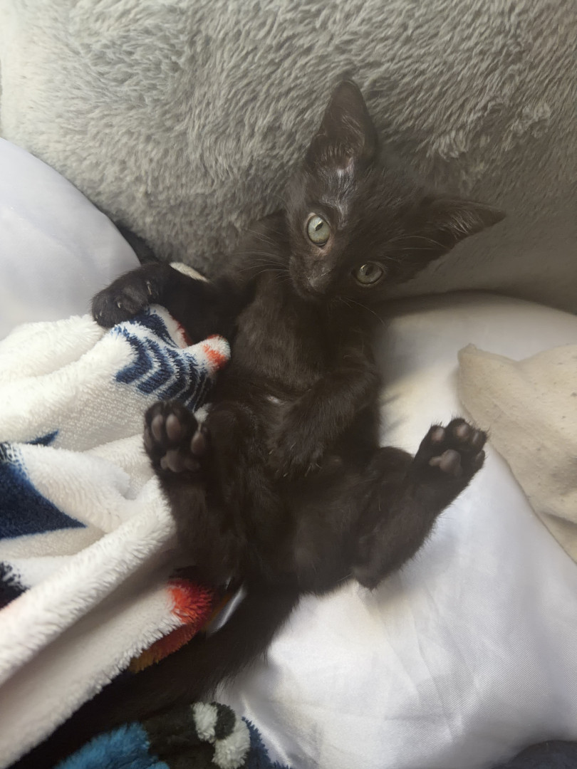Carti | America's Favorite Pet