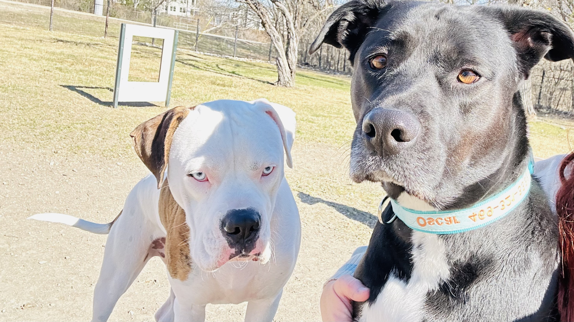 Blue | America's Favorite Pet