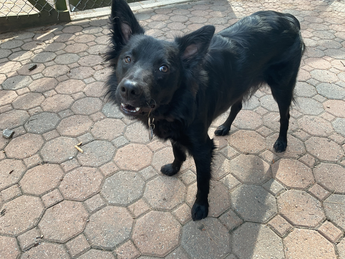 Rip | America's Favorite Pet