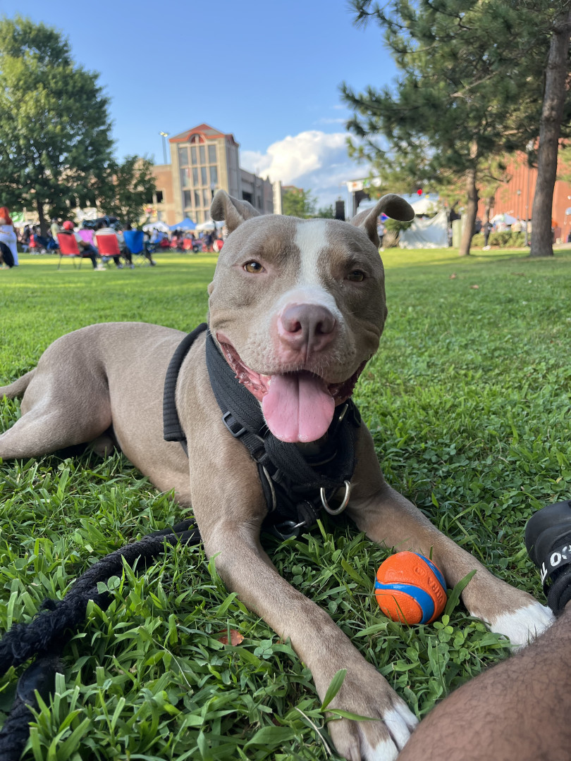 Hunni Money | America's Favorite Pet