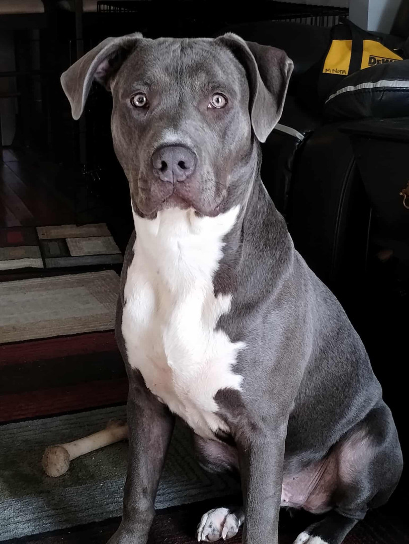 Dougie | America's Favorite Pet