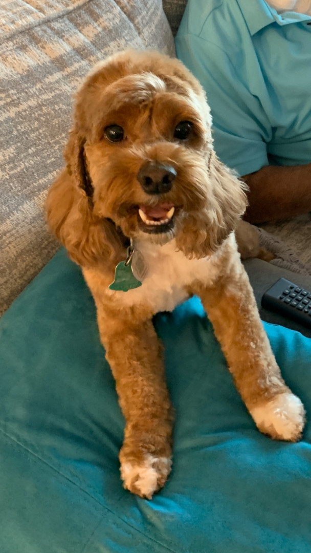 Cuzzie | America's Favorite Pet