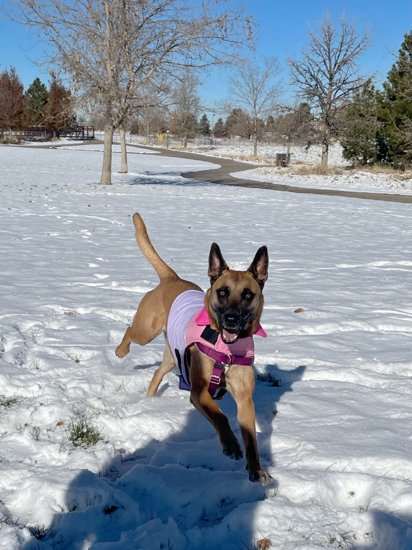 Phoebe | America's Favorite Pet