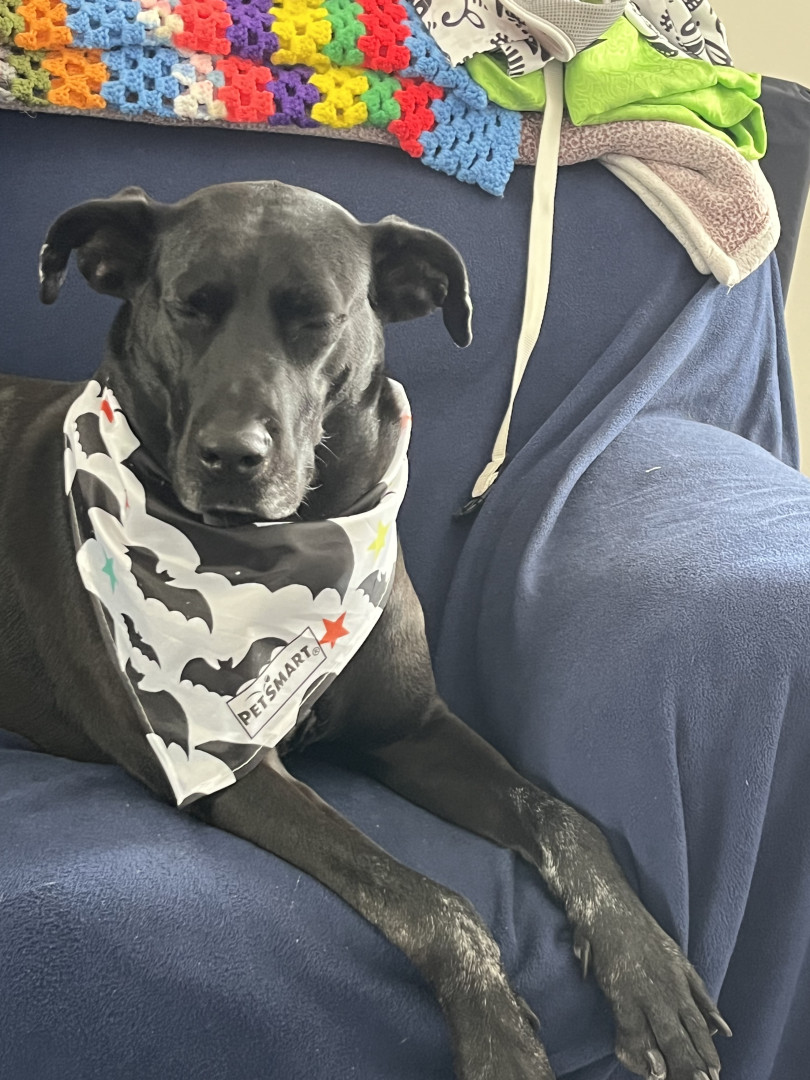 Koda | America's Favorite Pet