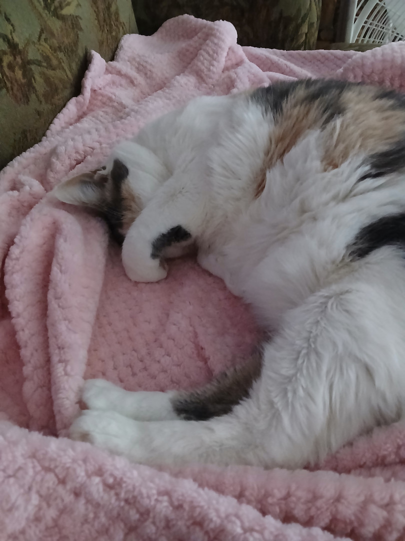 Thunder Kitty | America's Favorite Pet