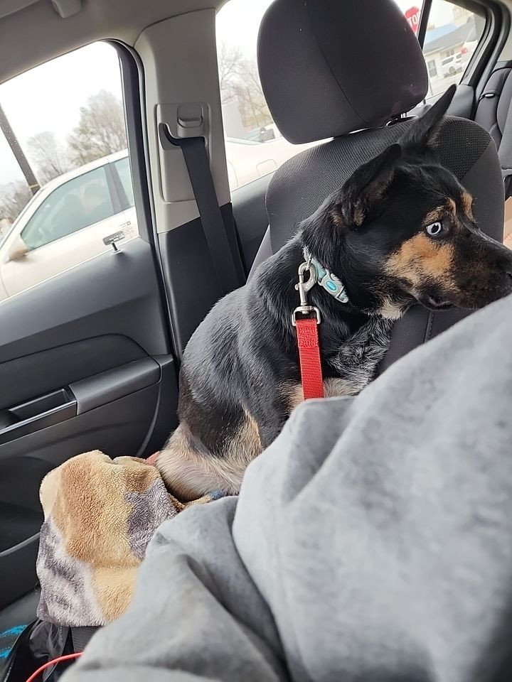 Willow Dean | America's Favorite Pet