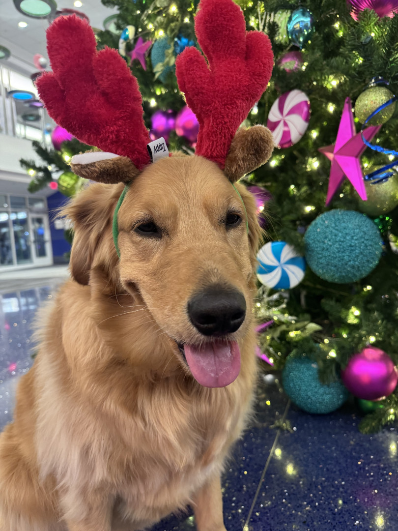 Oakley | America's Favorite Pet