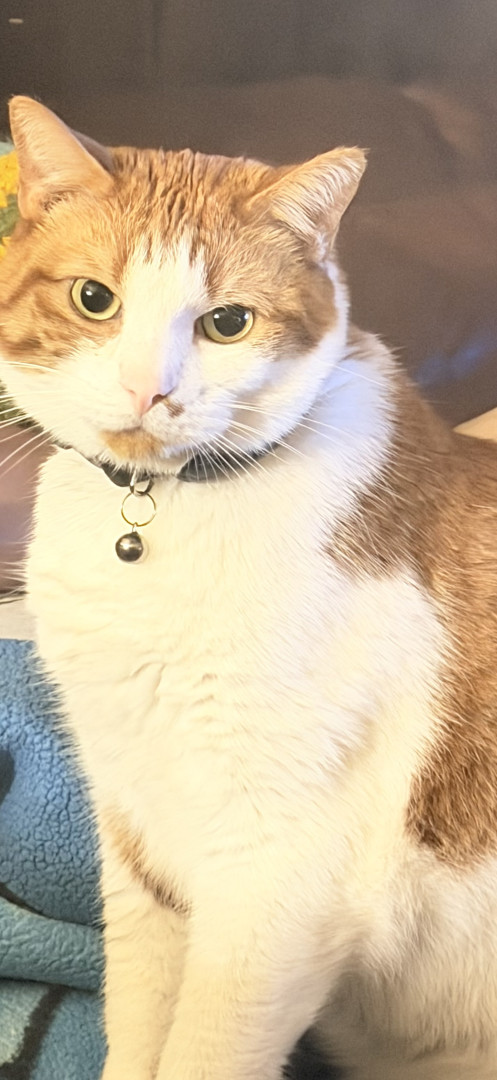Sir Dash the Cat | America's Favorite Pet