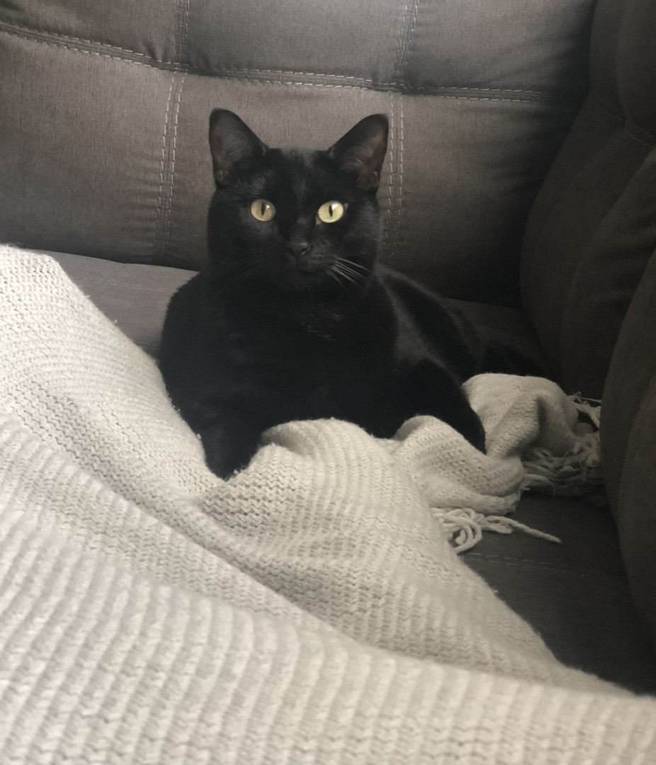 Zara | America's Favorite Pet