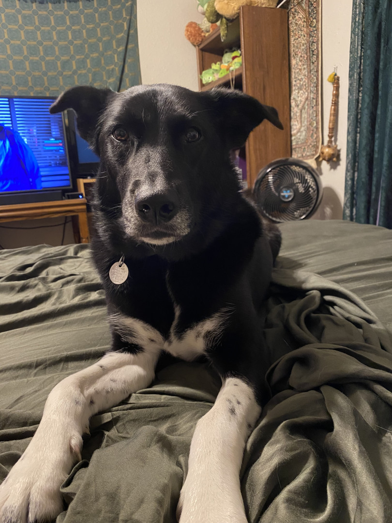 Onyx Goober | America's Favorite Pet