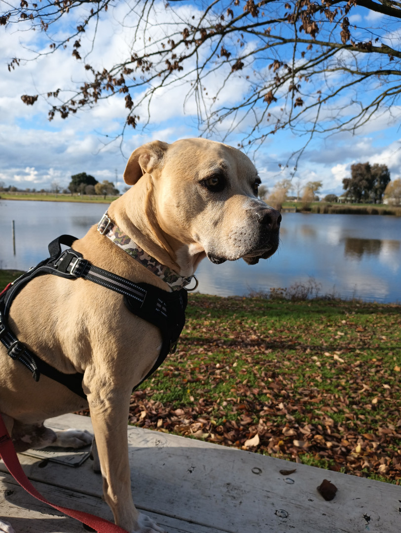 Carlos | America's Favorite Pet