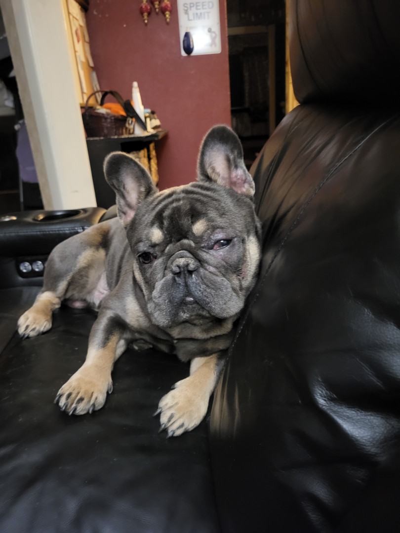 Jack | America's Favorite Pet