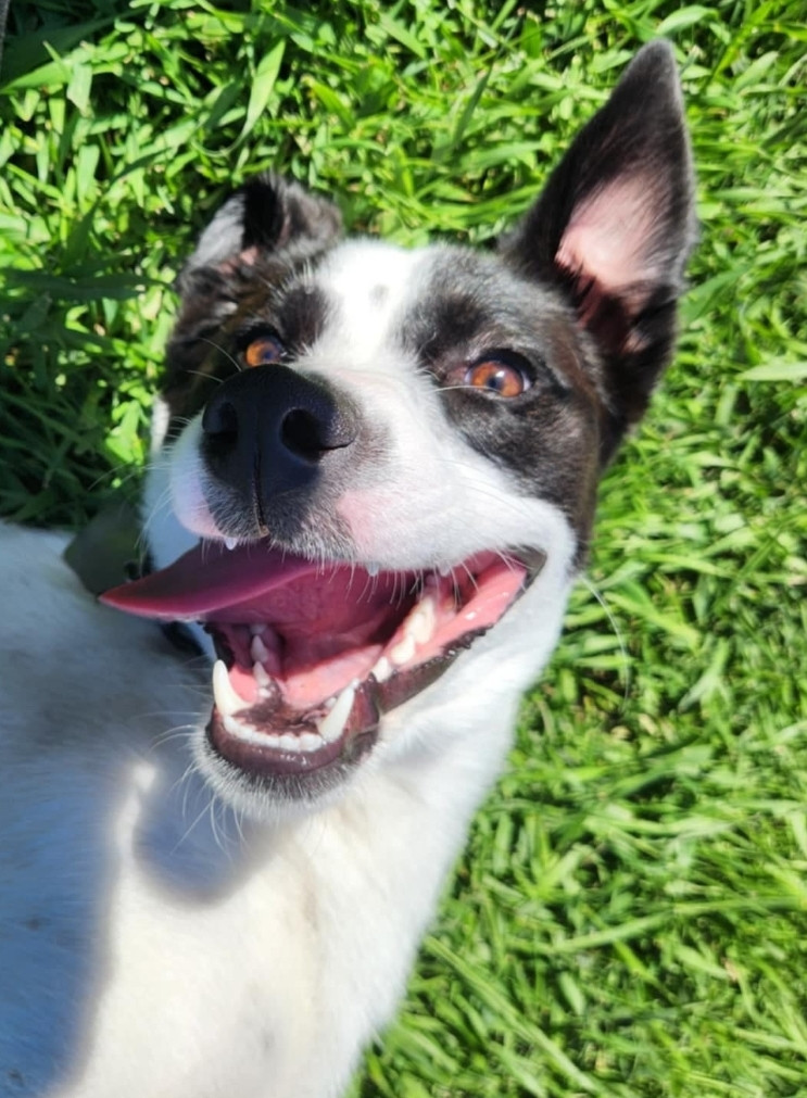 Lady Annie Junebug | America's Favorite Pet