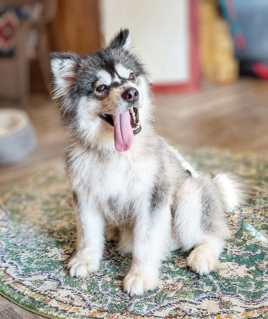 Kronk | America's Favorite Pet