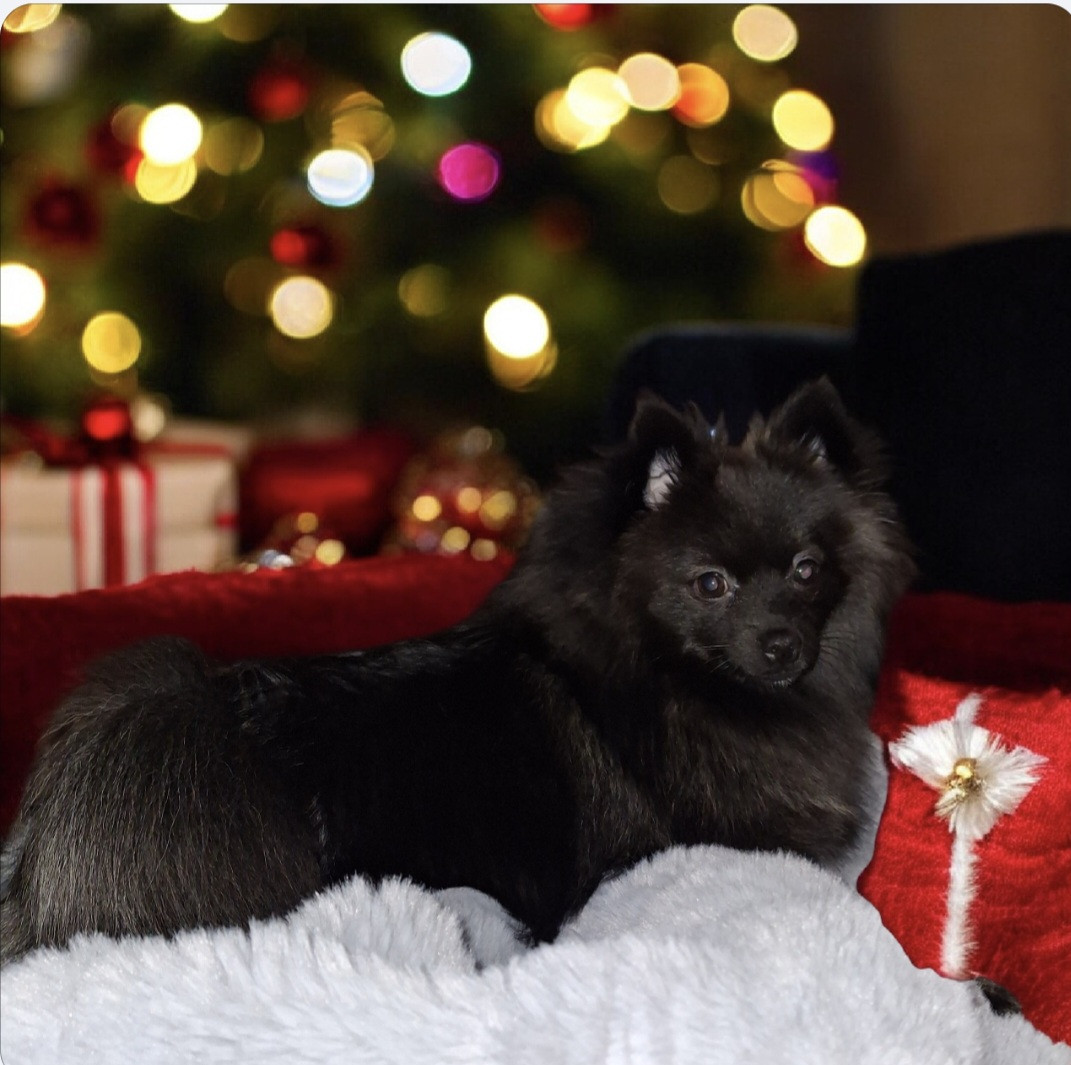 Ozzy | America's Favorite Pet