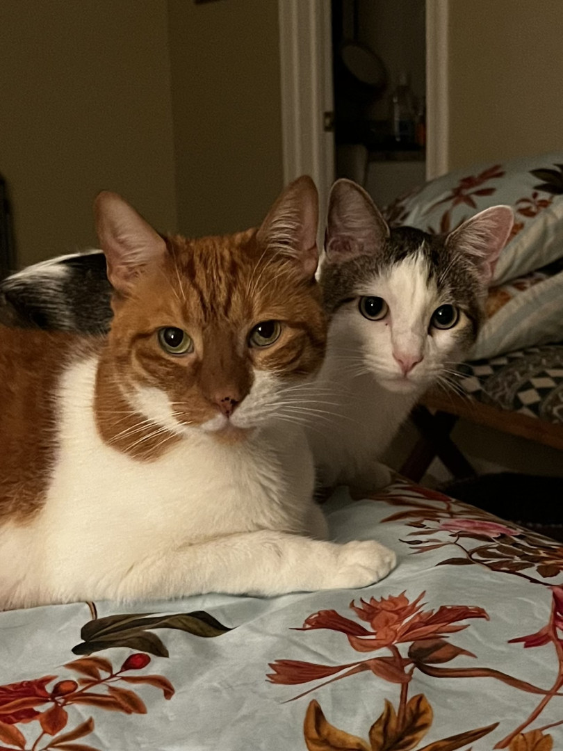 Rudy | America's Favorite Pet