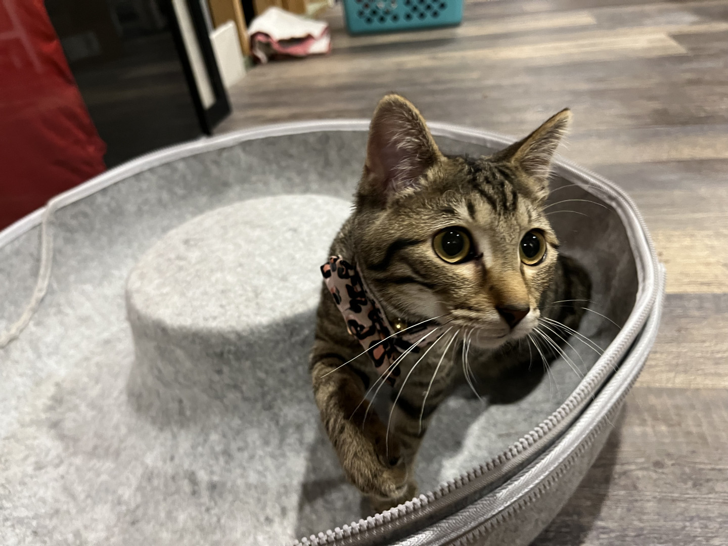 Dora | America's Favorite Pet