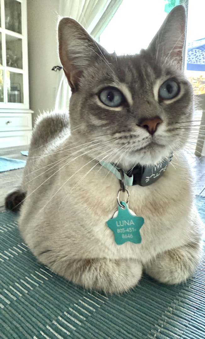 Luna | America's Favorite Pet