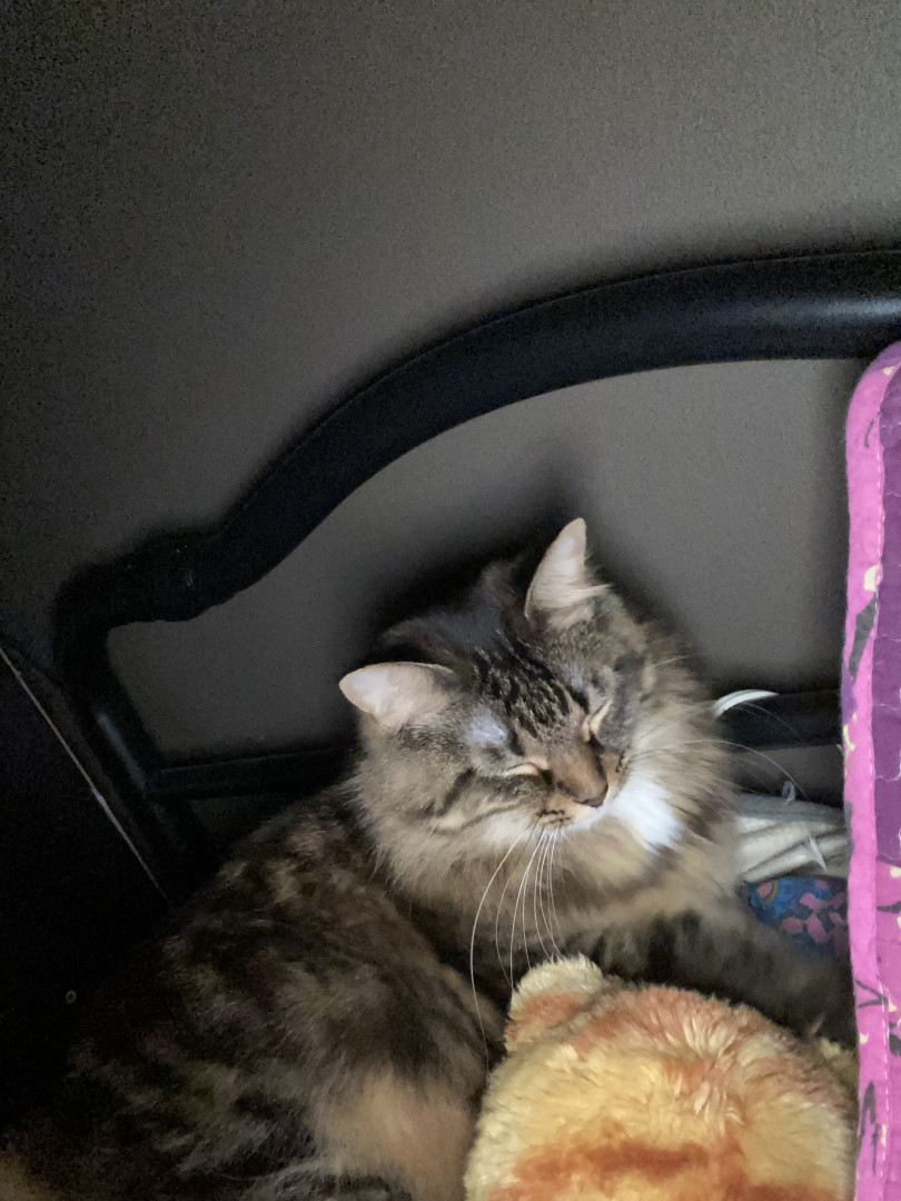 Princess Momo | America's Favorite Pet